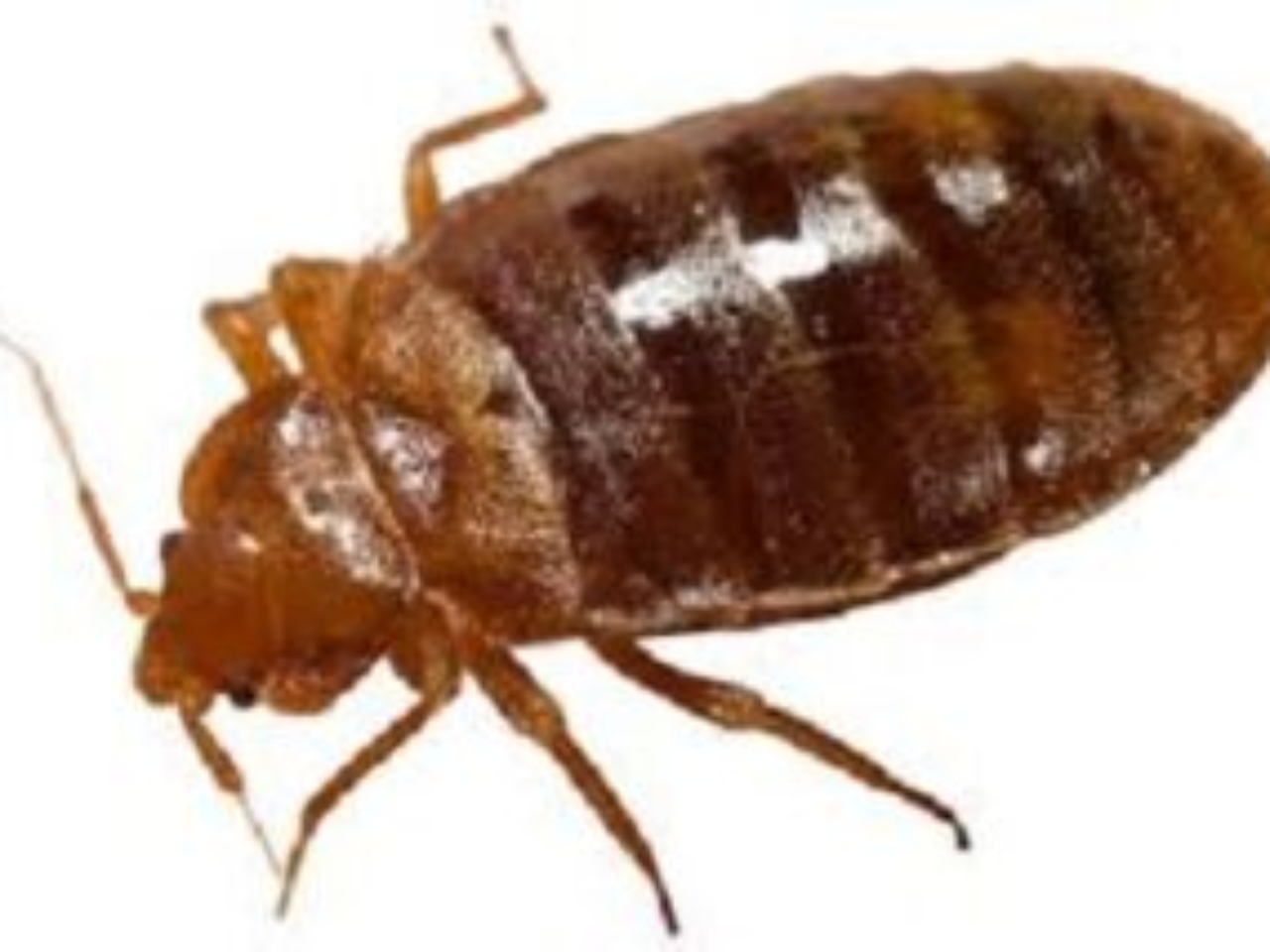 Home - Flea Control Auckland